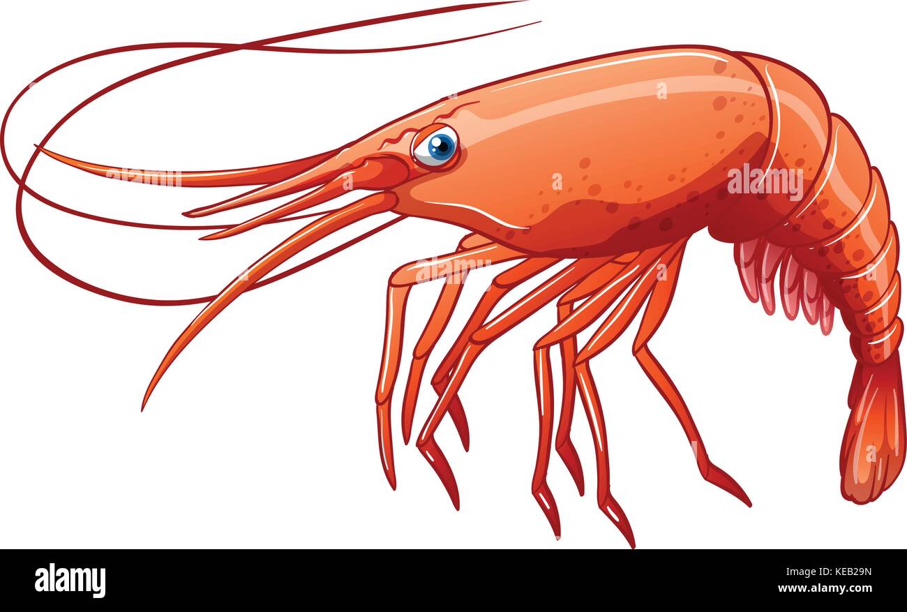 Wild shrimp Stock Vector Images - Alamy