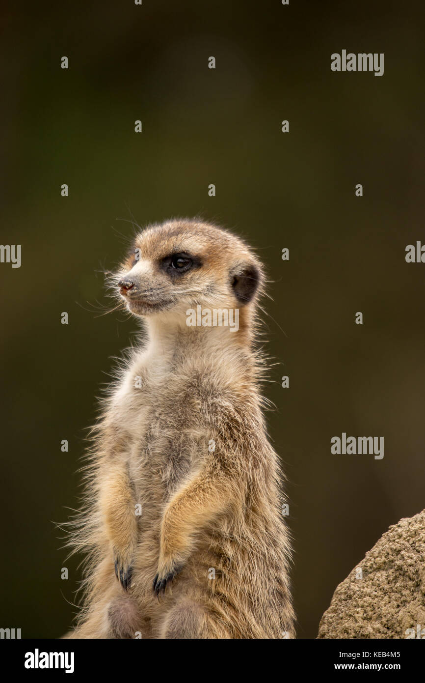 Checking upright hi-res stock photography and images - Alamy