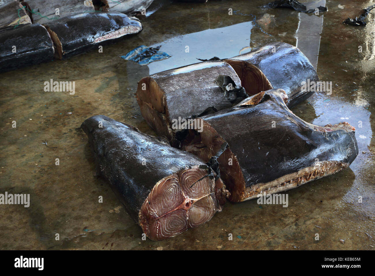 Mirissa Fishery Harbour Southern Province Sri Lanka Laying out cut up ...