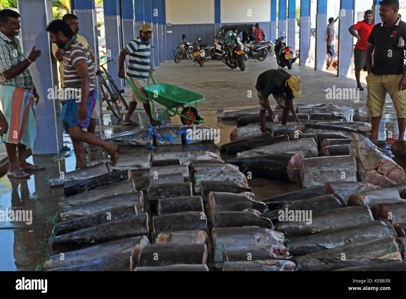 Mirissa Fishery Harbour Southern Province Sri Lanka Laying out cut up ...