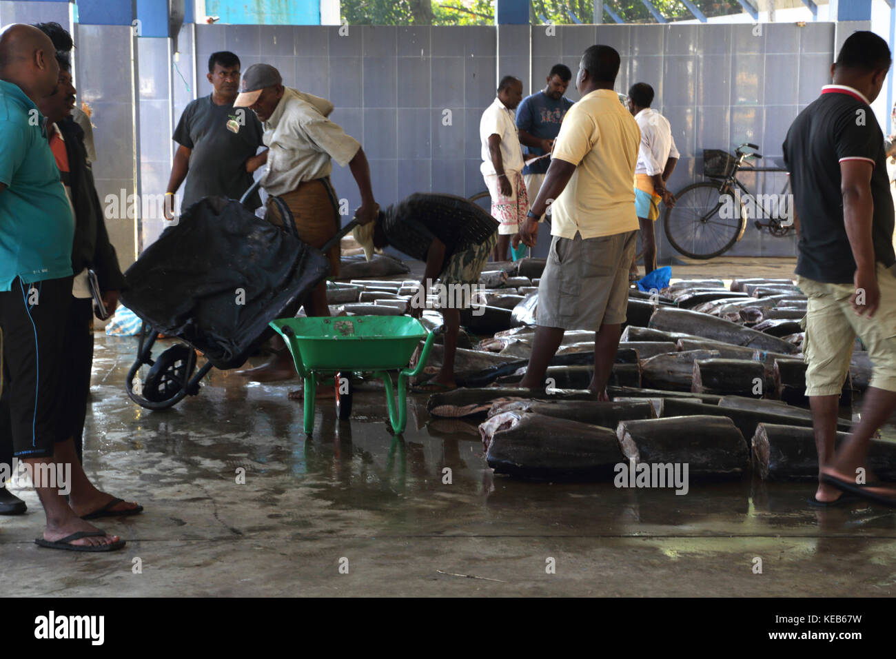 Mirissa Fishery Harbour Southern Province Sri Lanka Laying out cut up ...