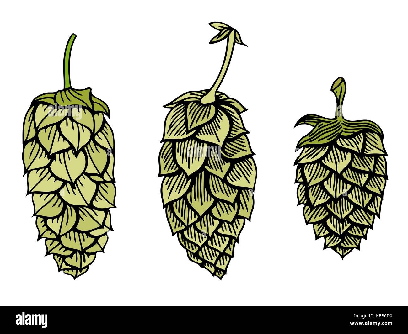 Set of Hops vector visual graphic icon or logo, ideal for beer, stout ...
