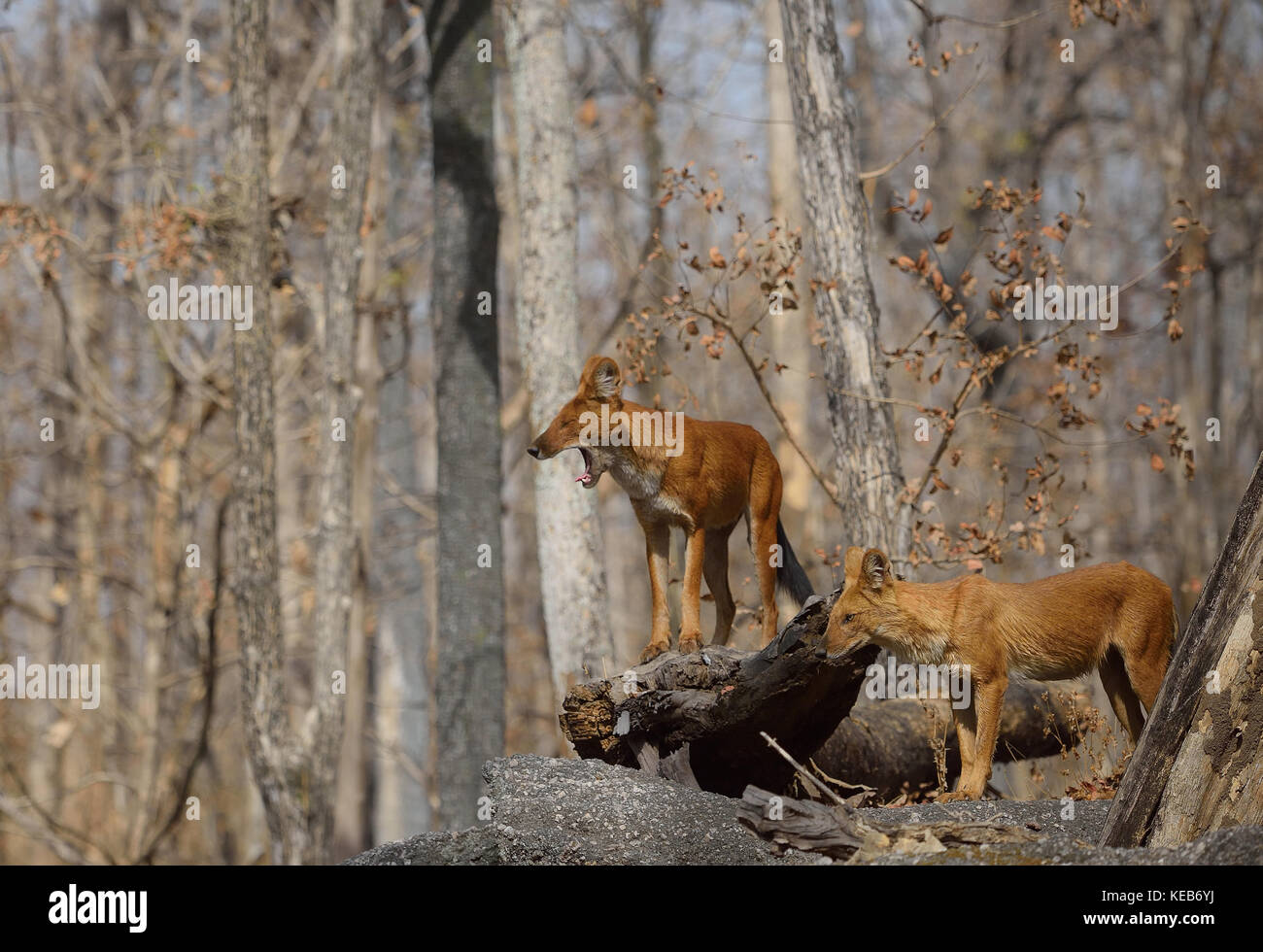 Indian wolf pack High Resolution Stock Photography and Images - Alamy