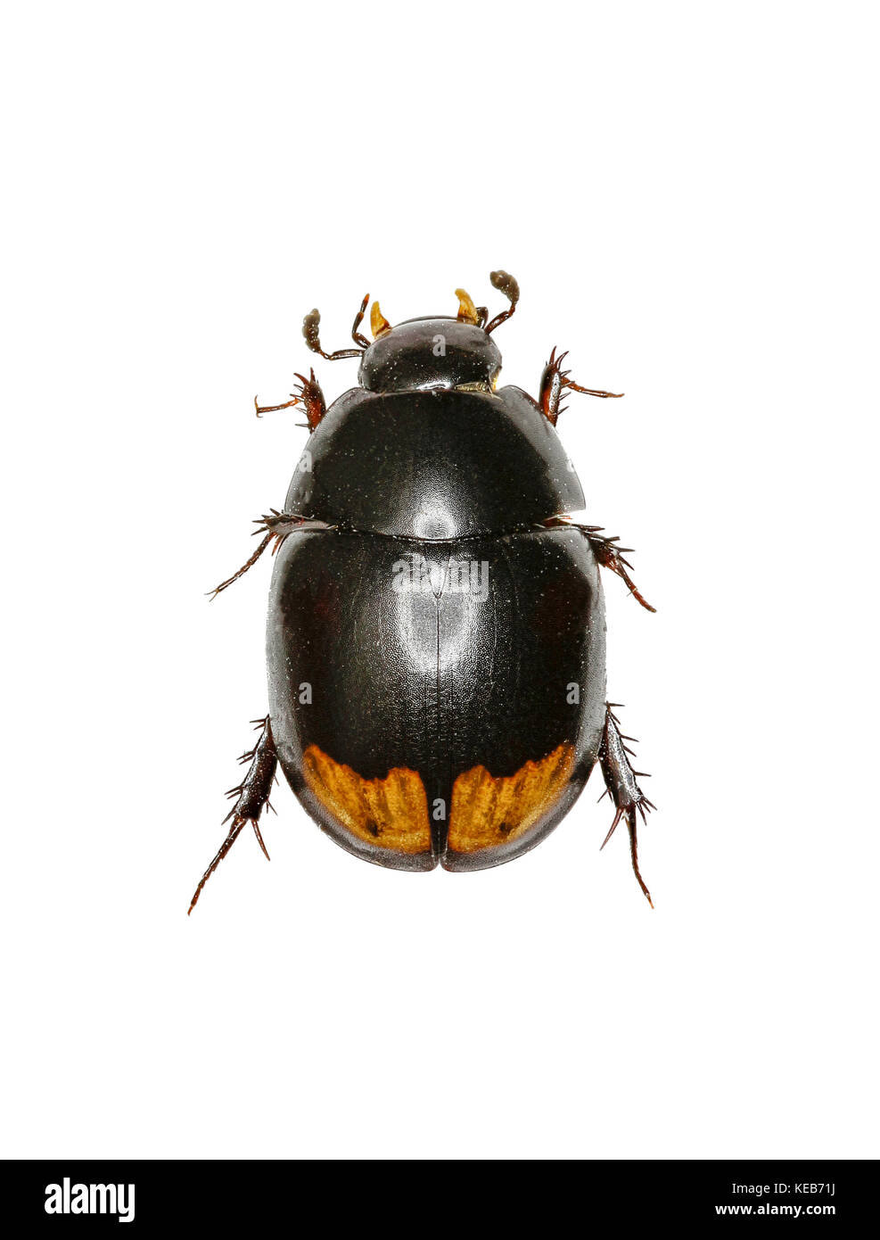 Water Scavenger Beetle on white Background - Sphaeridium lunatum ...
