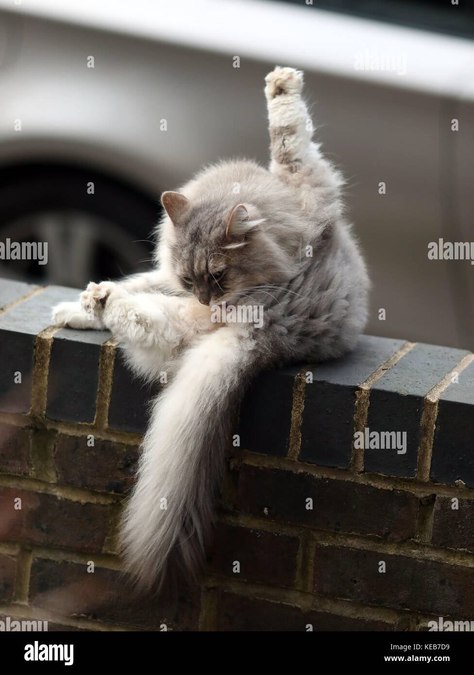 Cat licking itself Stock Photo - Alamy
