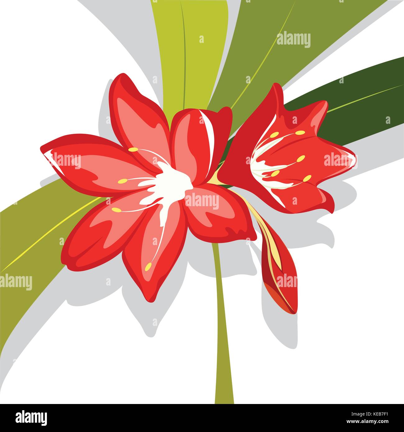 Flower red Lily vector illustration Stock Vector Image & Art - Alamy