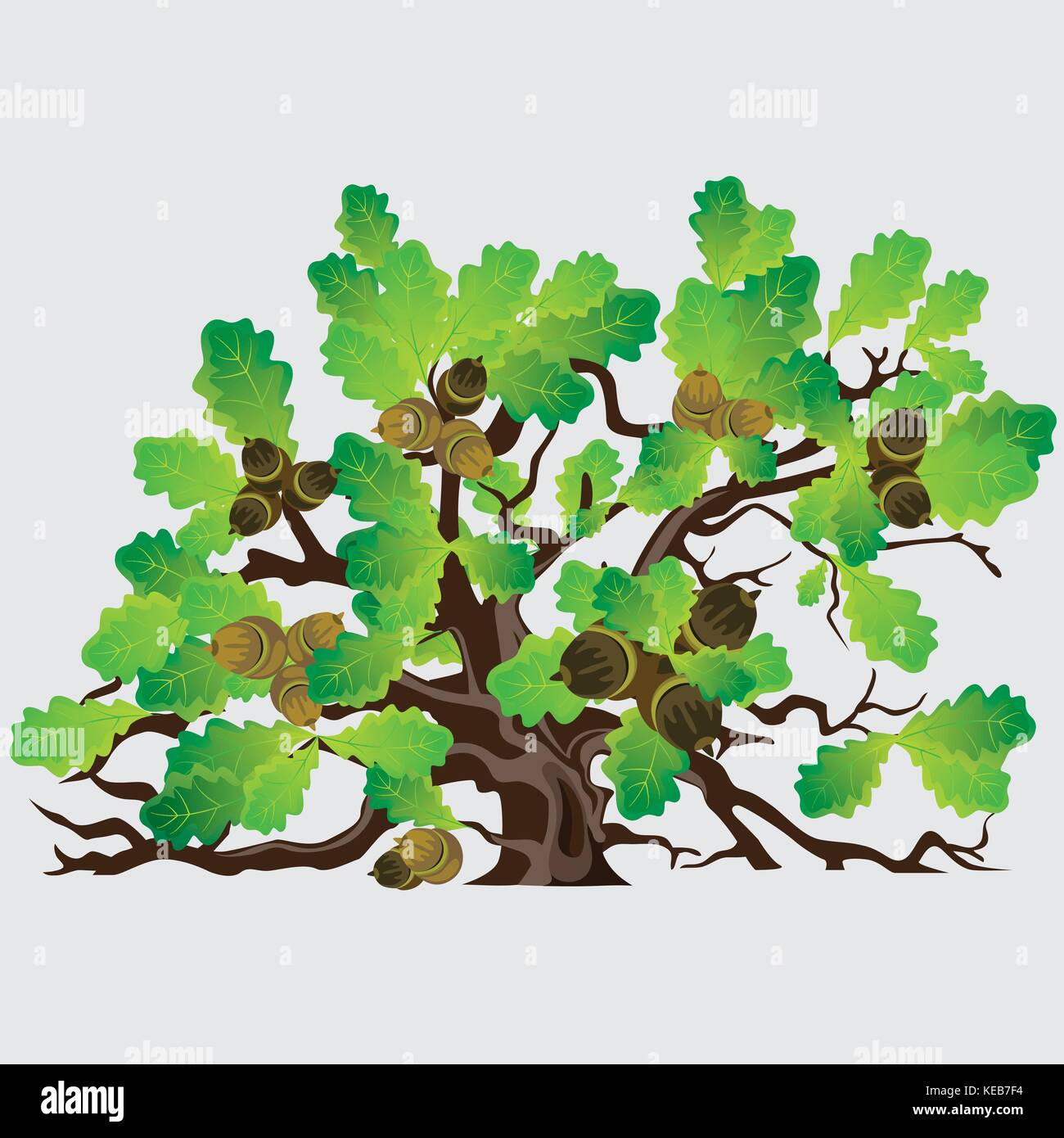 Oak tree vector vectors hi-res stock photography and images - Alamy