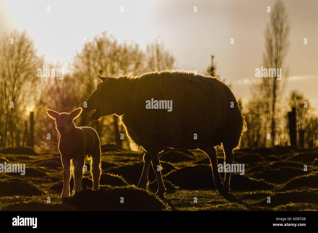Young Life in spring time Stock Photo - Alamy
