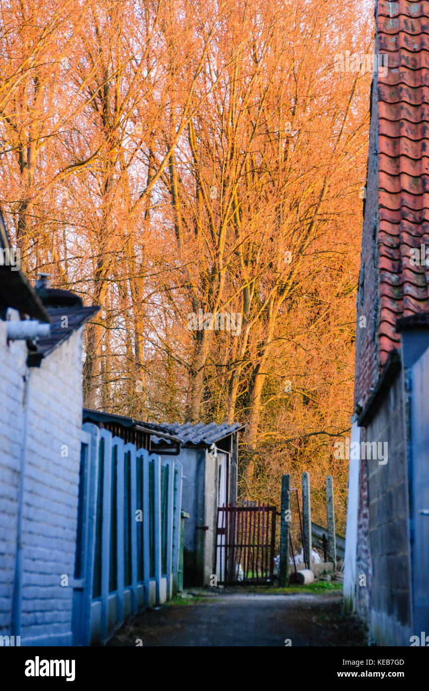 Evening Light catching the trees Stock Photo - Alamy