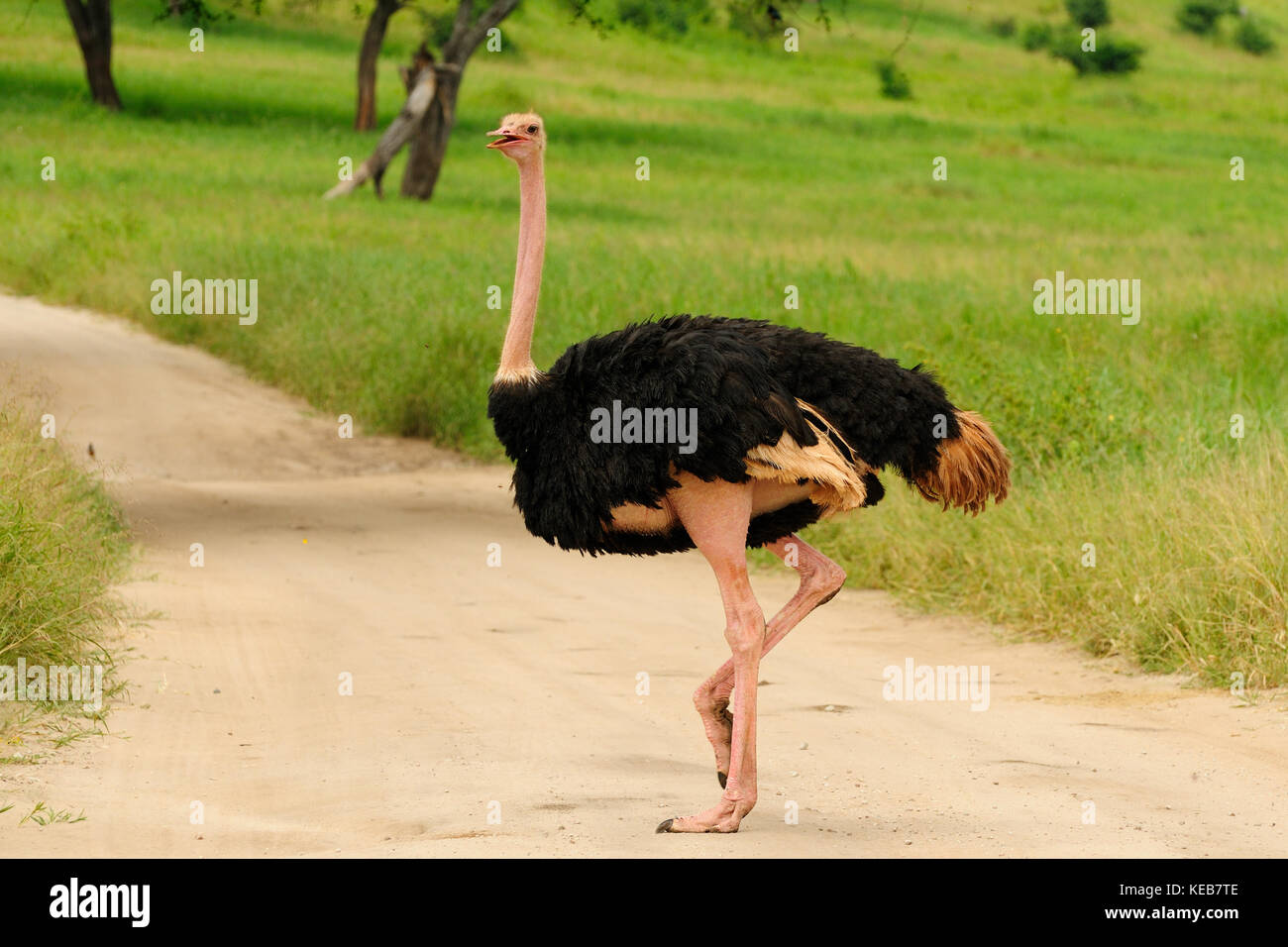 Wildlife ostrich in safari in Africa Stock Photo - Alamy