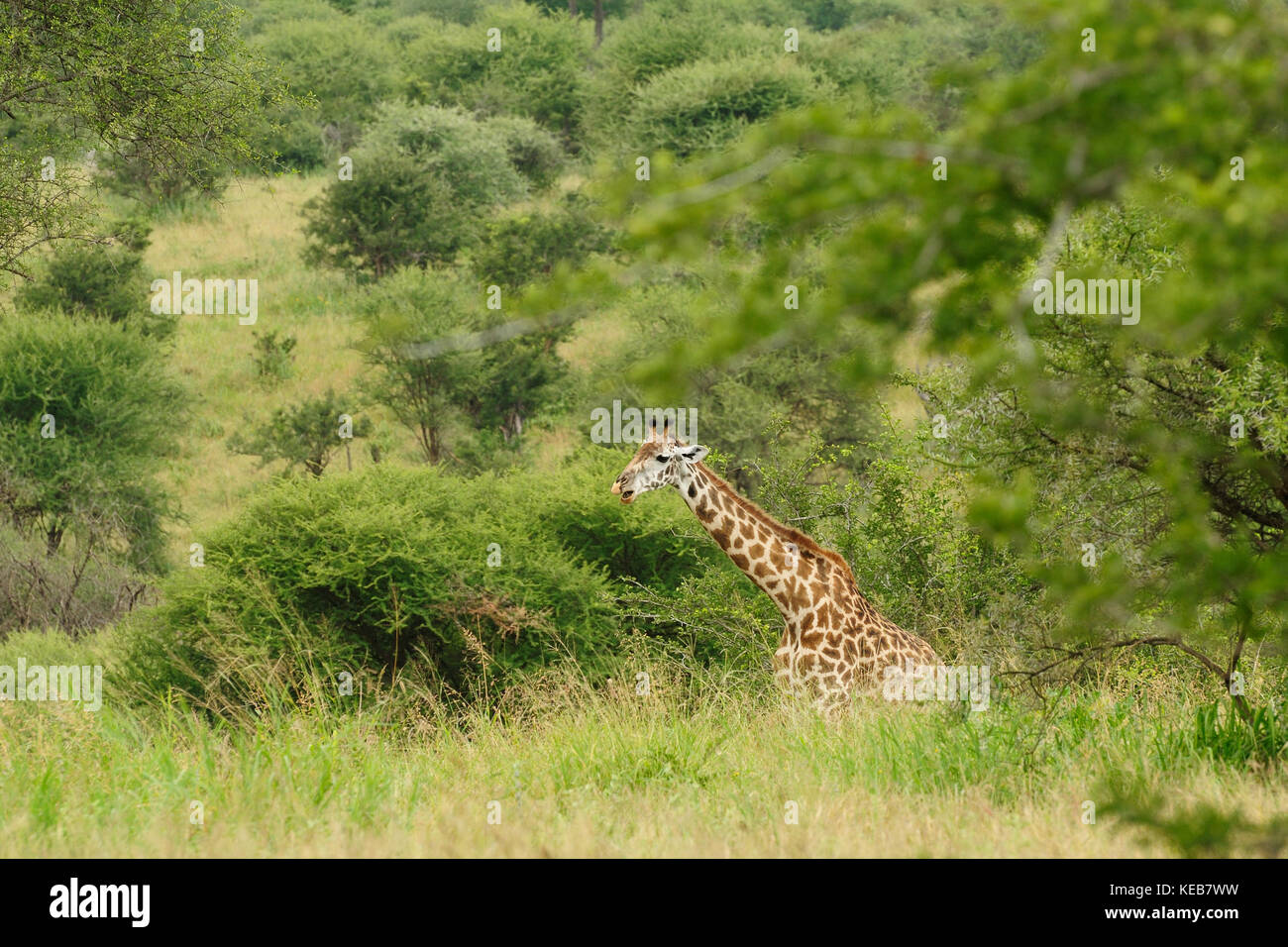 Giraffa africana hi-res stock photography and images - Alamy