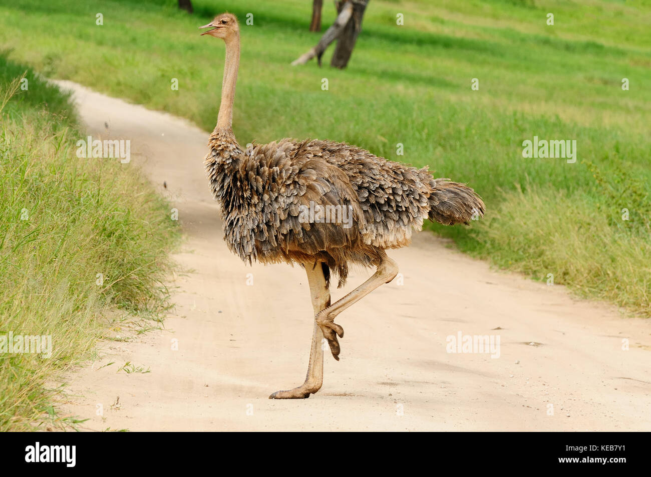 Wild ostrich on the savannah in Africa Stock Photo - Alamy