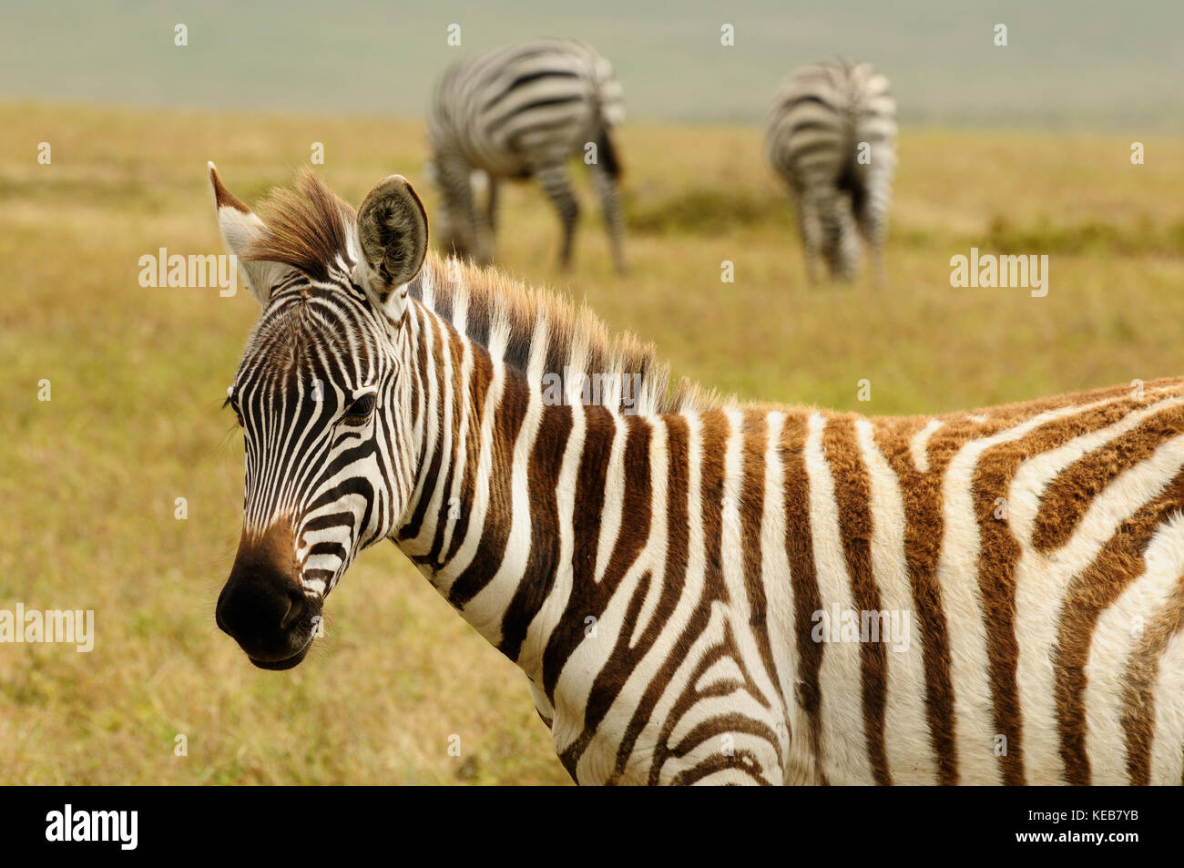 Savanna africa zebras hi-res stock photography and images - Alamy