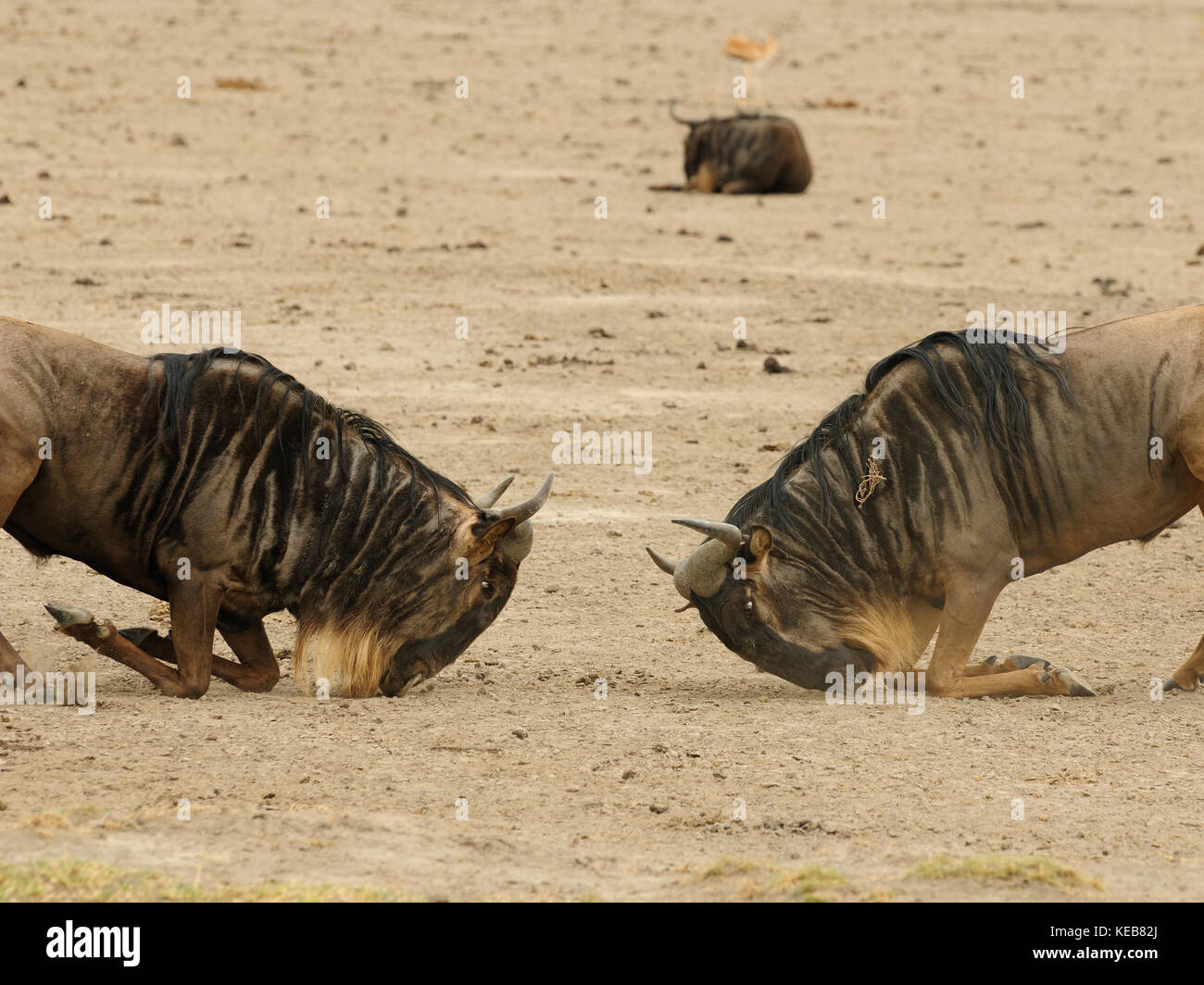 Gnu on safari hi-res stock photography and images - Alamy