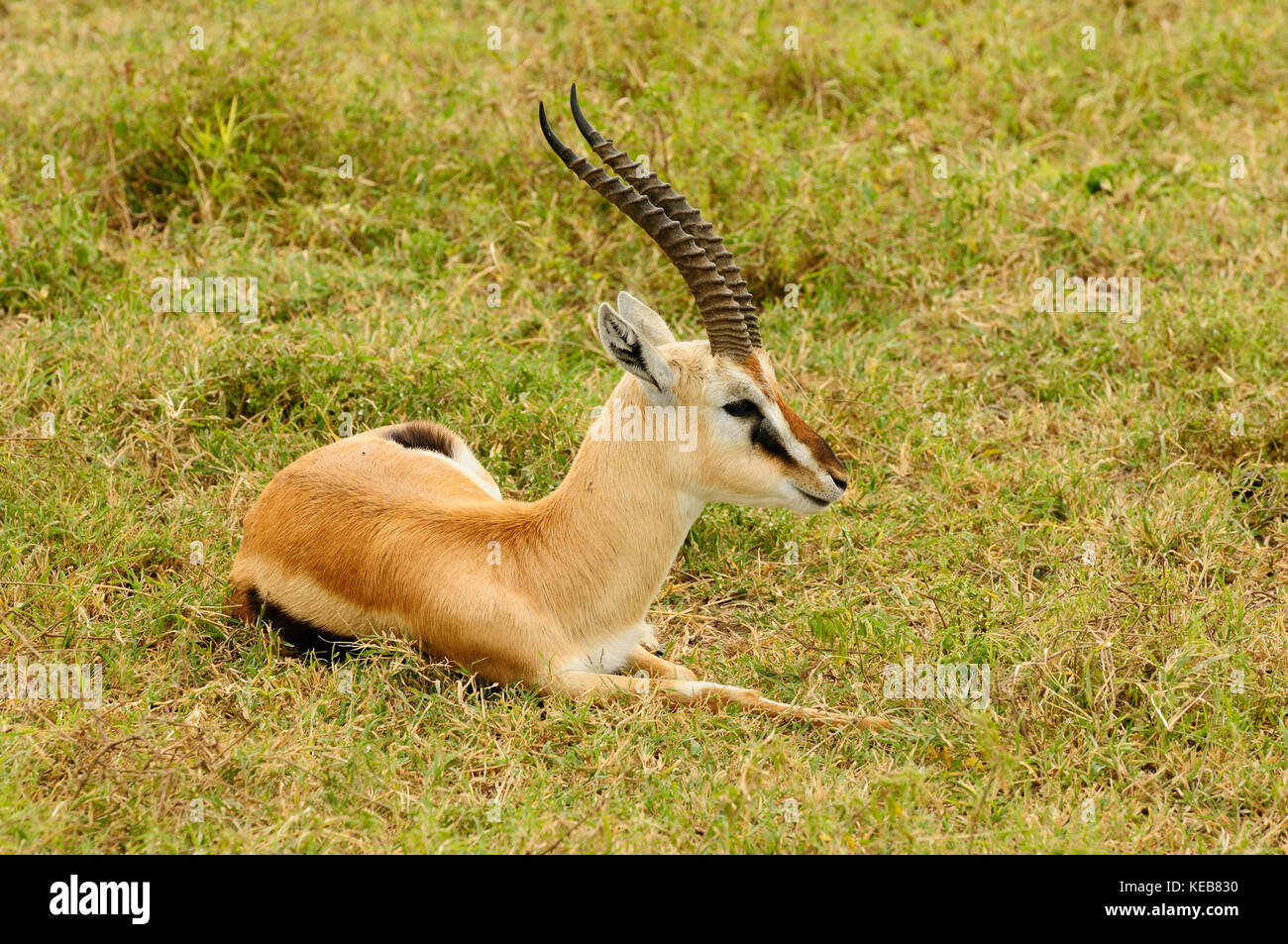 Wildlife gazelle in safari in Africa Stock Photo - Alamy