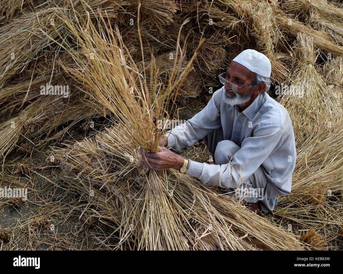Srinagar, India. 24th Sep, 2017. Harvesting is the process of ...