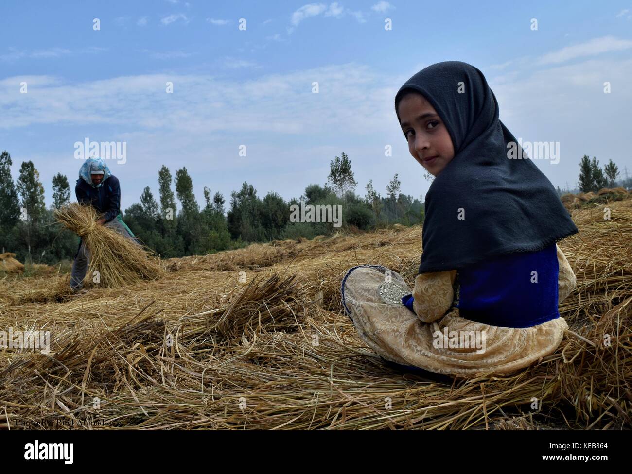Srinagar, India. 24th Sep, 2017. Harvesting is the process of ...