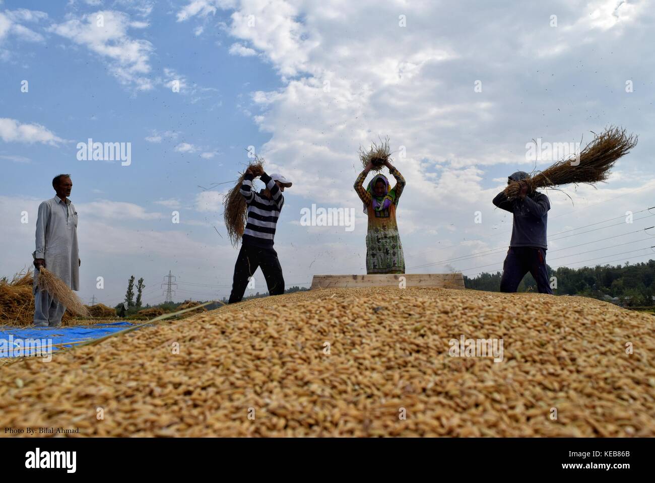 Srinagar, India. 24th Sep, 2017. Harvesting is the process of ...