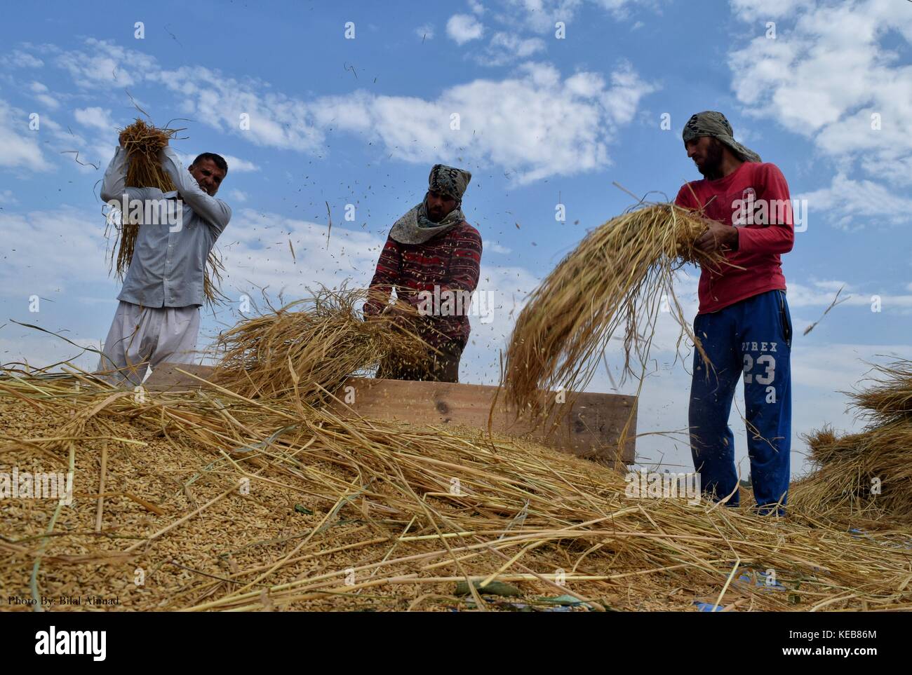 Srinagar, India. 24th Sep, 2017. Harvesting is the process of ...