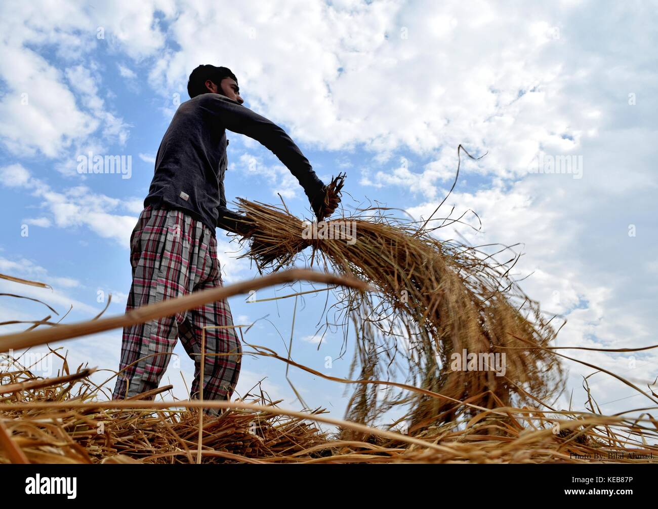 Srinagar, India. 24th Sep, 2017. Harvesting is the process of ...