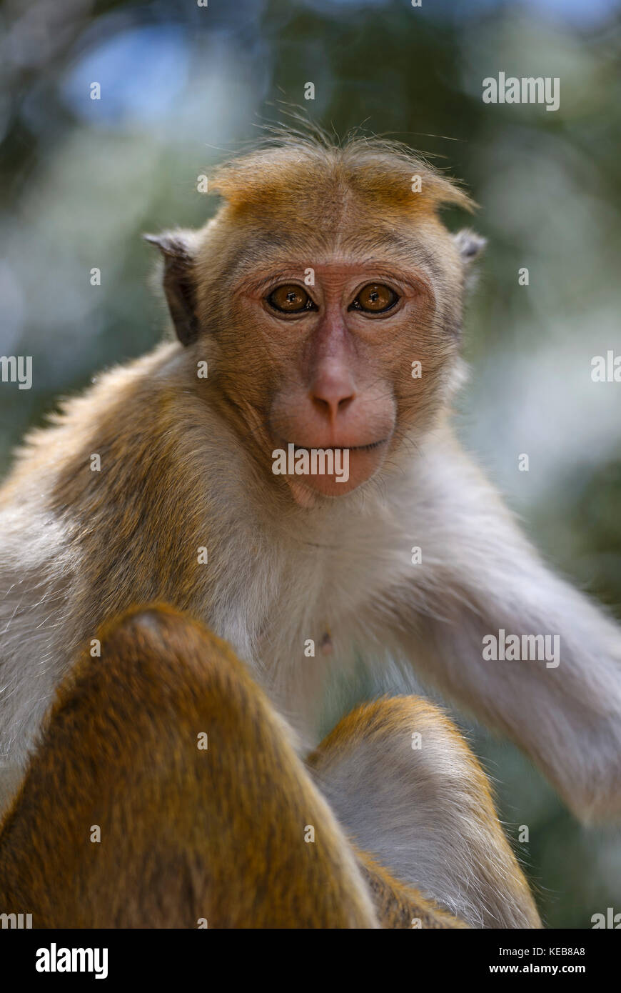 Toque Macaque - Macaca sinica, Sri Lanka Stock Photo - Alamy