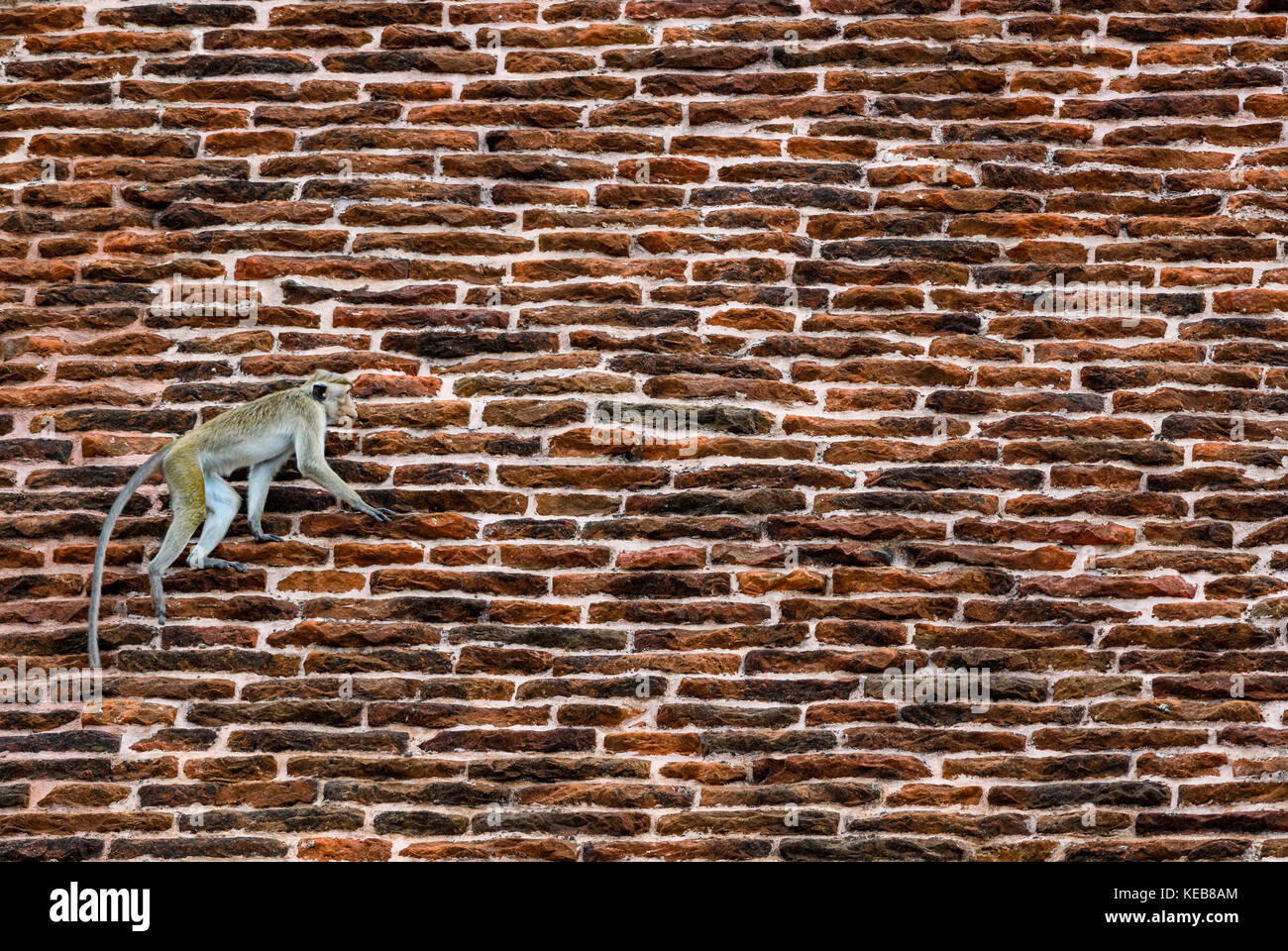 Toque Macaque - Macaca sinica, Sri Lanka Stock Photo - Alamy