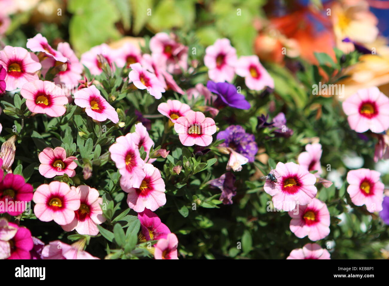 close up of bright flowers Stock Photo - Alamy