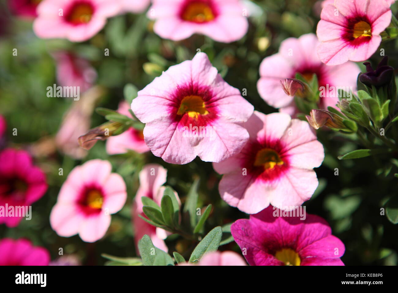 close up of bright flowers Stock Photo - Alamy