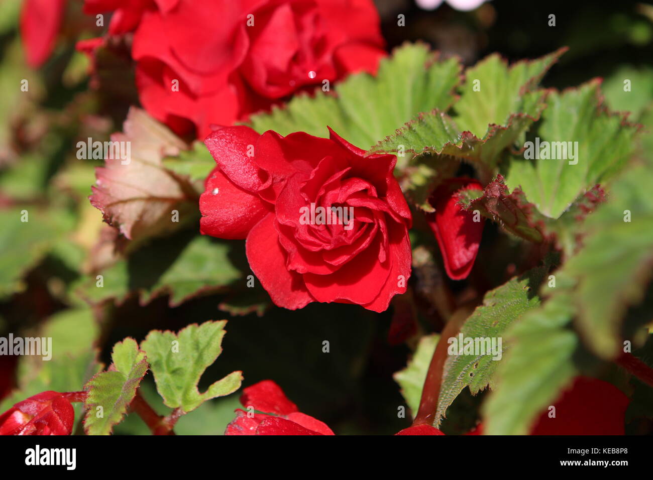 close up of bright flowers Stock Photo - Alamy