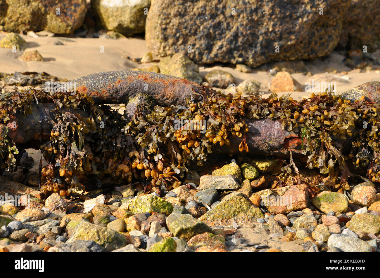Rusty chains covered in seaweed in St Marys harbour on the Islea of ...