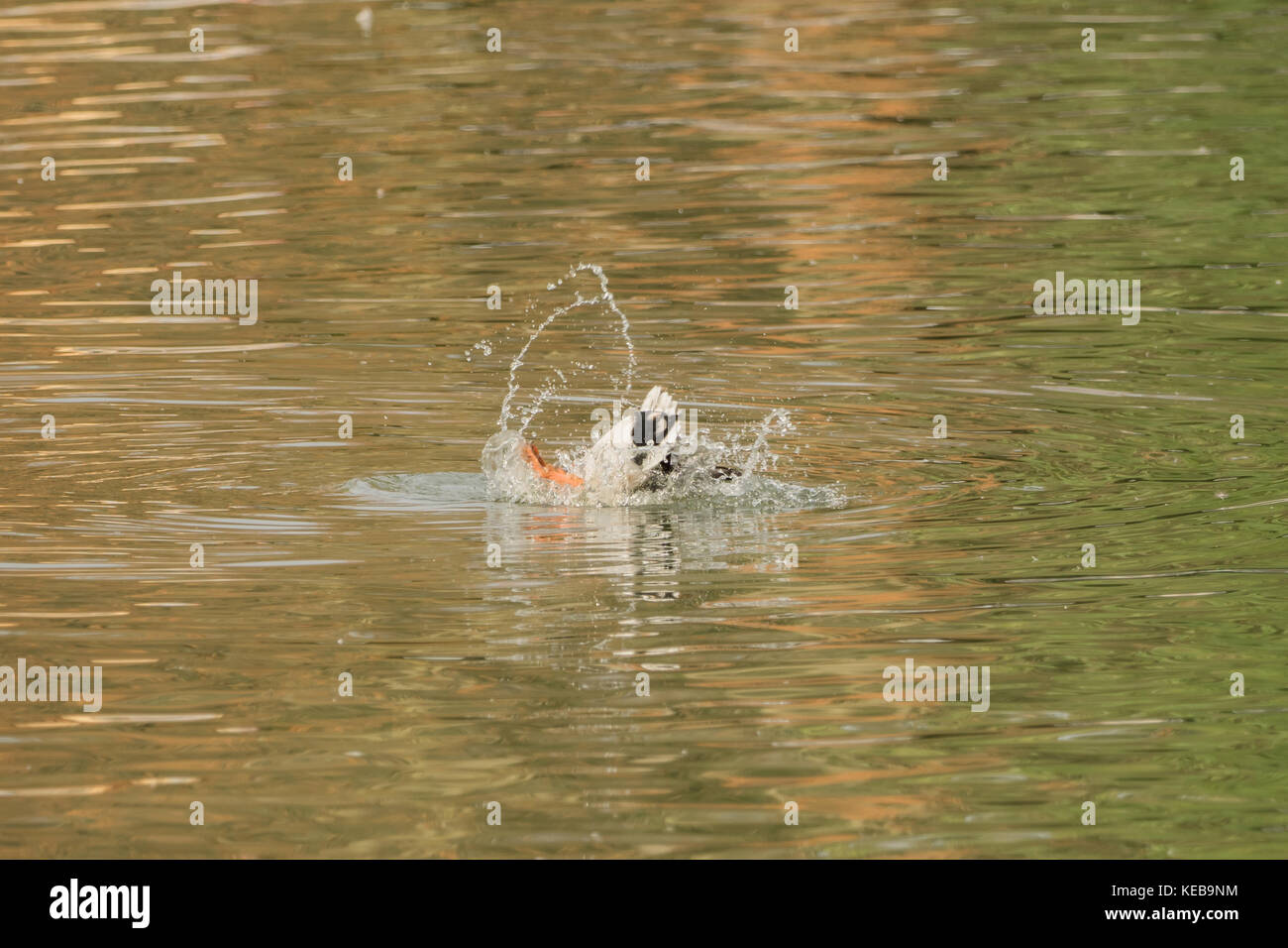 Duck bottoms hi-res stock photography and images - Alamy