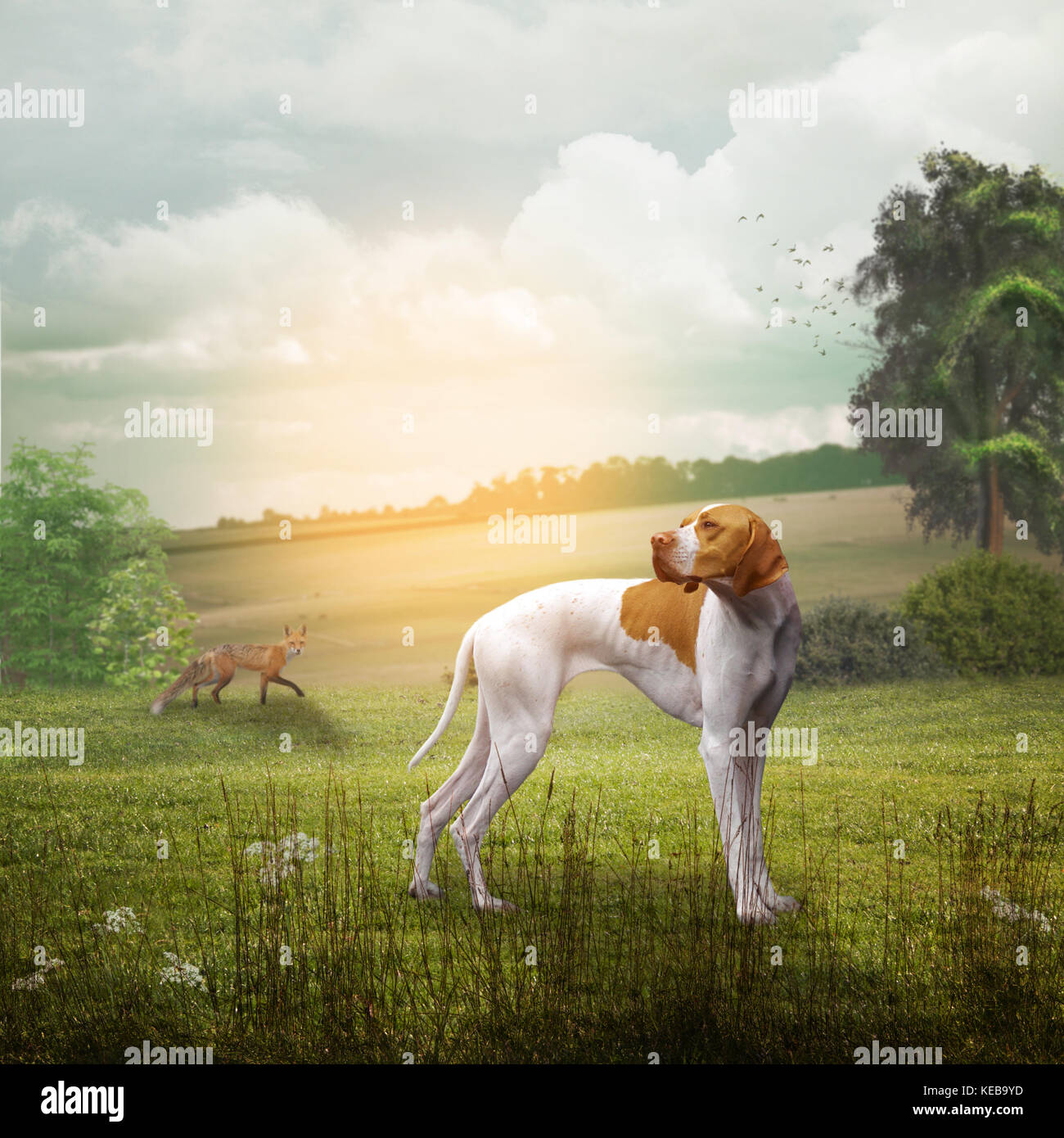 The fox and the hound hi-res stock photography and images - Alamy