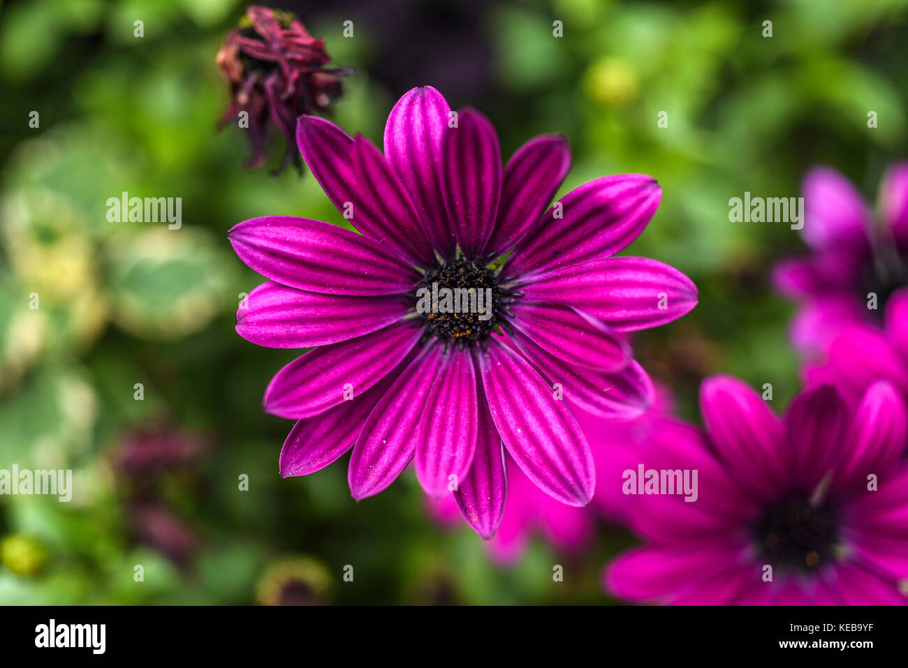 Daisy gerbera flower violet blooming in the garden in Iceland, summer ...