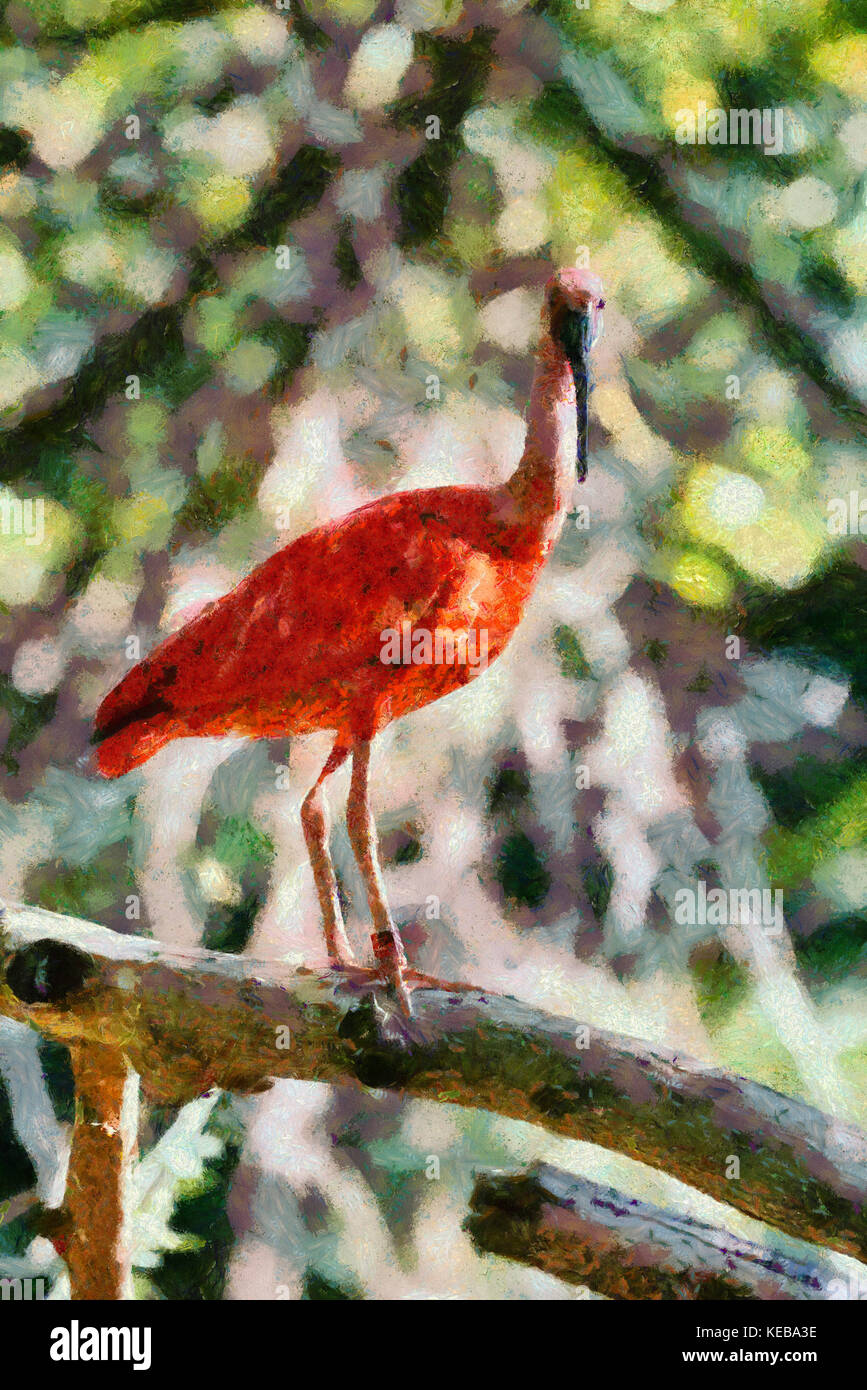 Scarlet feathered hi-res stock photography and images - Alamy