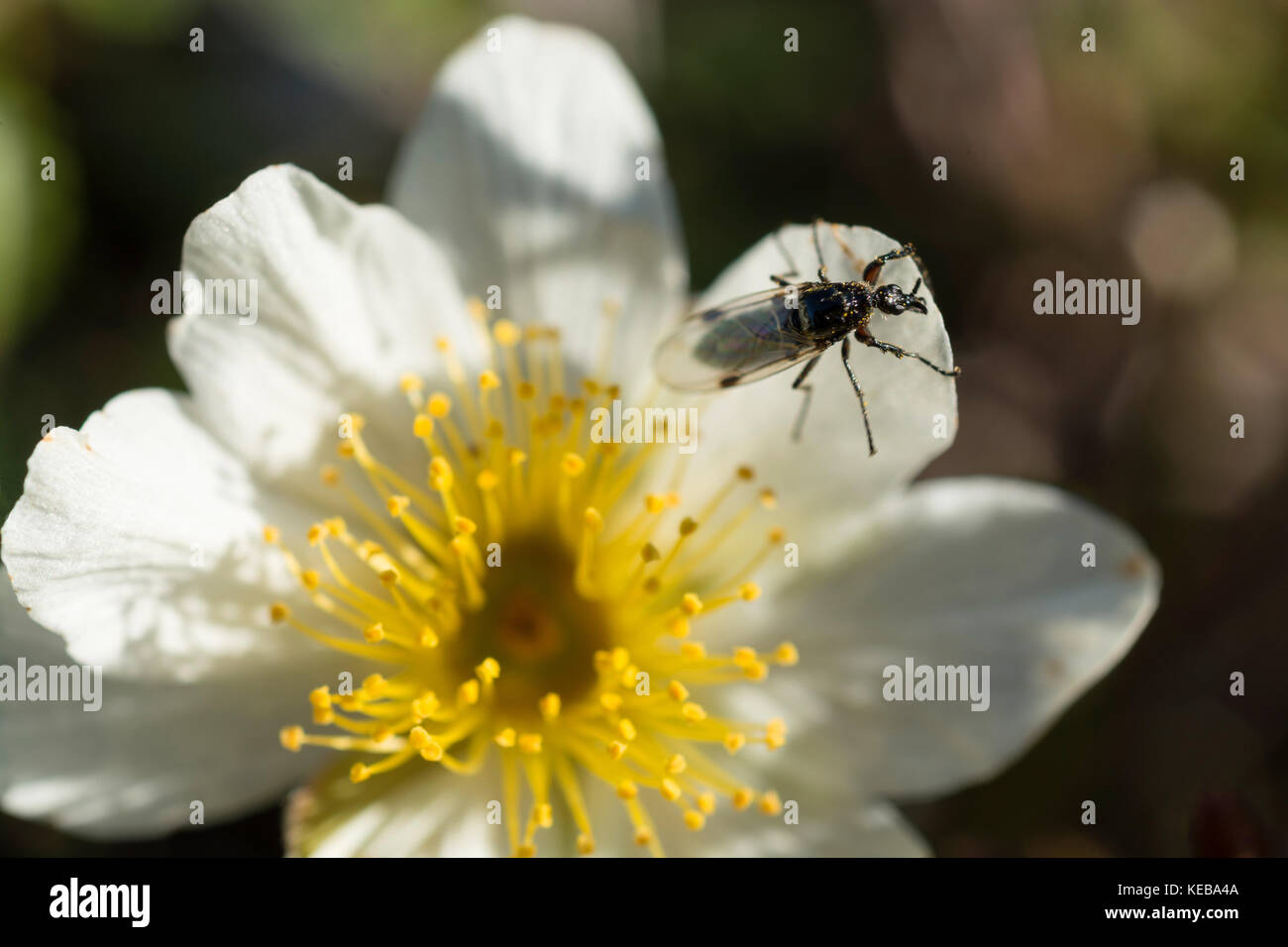 Bug on flower Stock Photo - Alamy