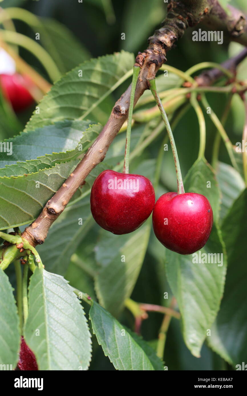 Cherry / Cherry tree in the sunny garden Stock Photo - Alamy