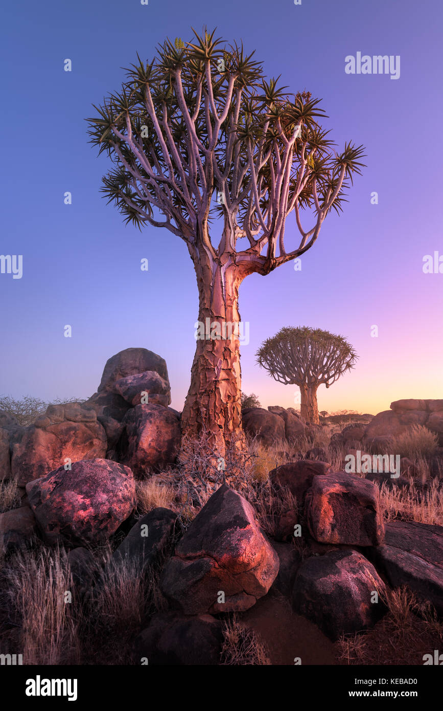Quiver Trees in the Rocky Desert at Dawn, Keetmanshoop, Namibia Stock ...