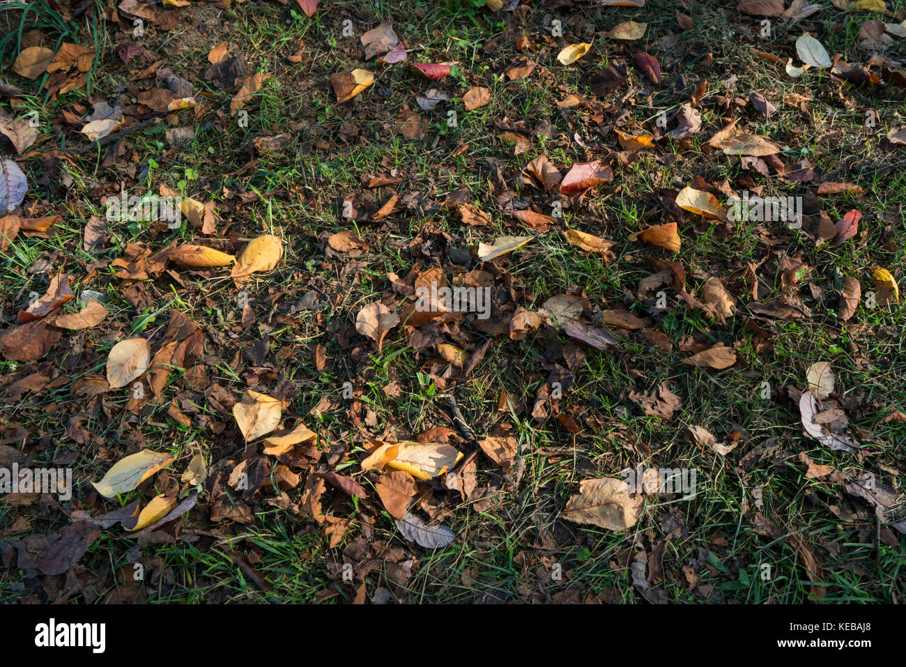 Grass terrain hi-res stock photography and images - Alamy