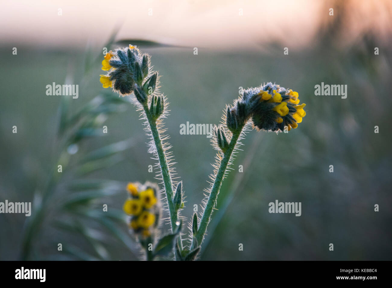 Fiddleneck wildflowers, Sierra Foothills, California Stock Photo - Alamy