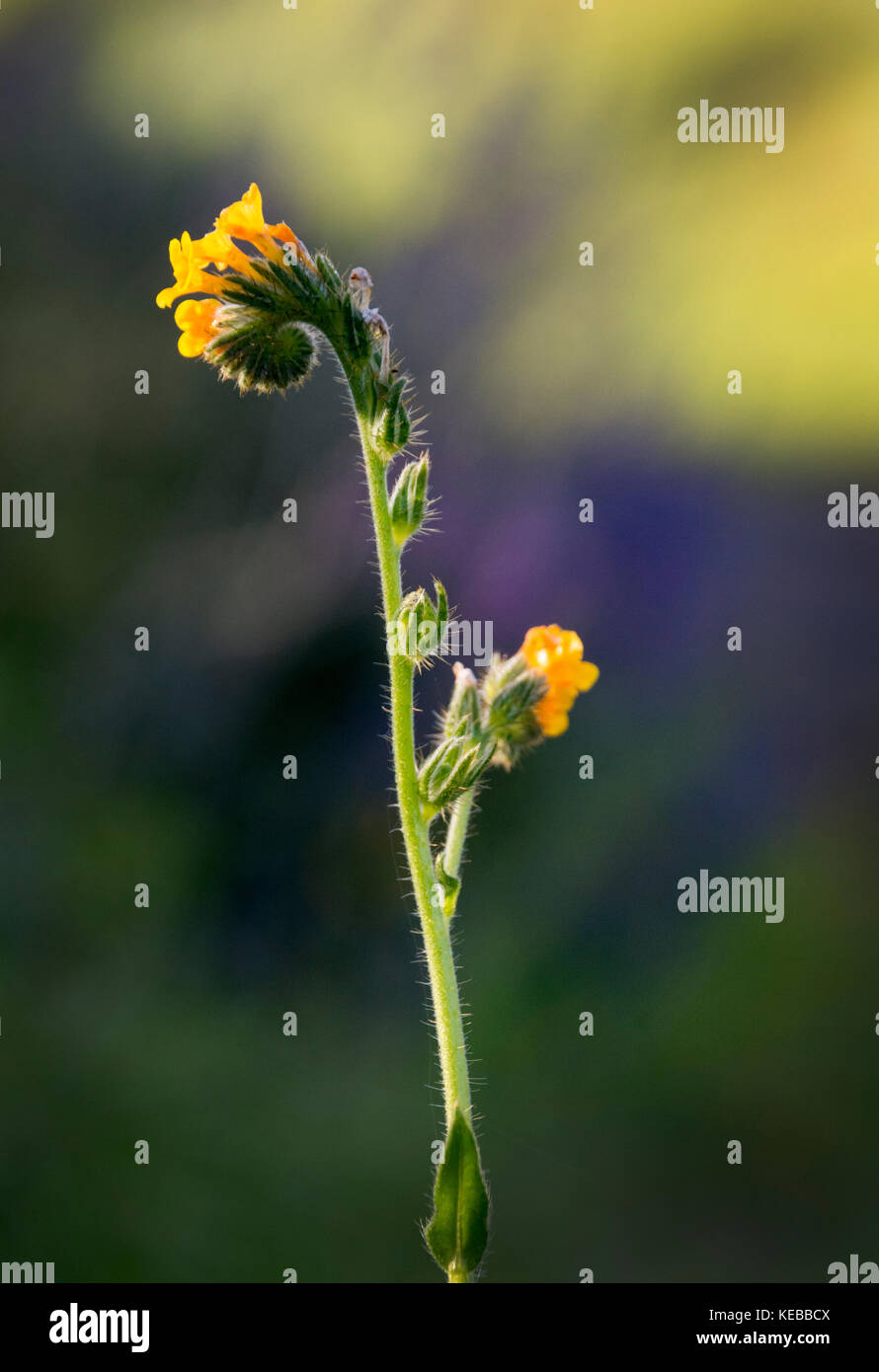 Fiddleneck wildflowers, Sierra Foothills, California Stock Photo - Alamy