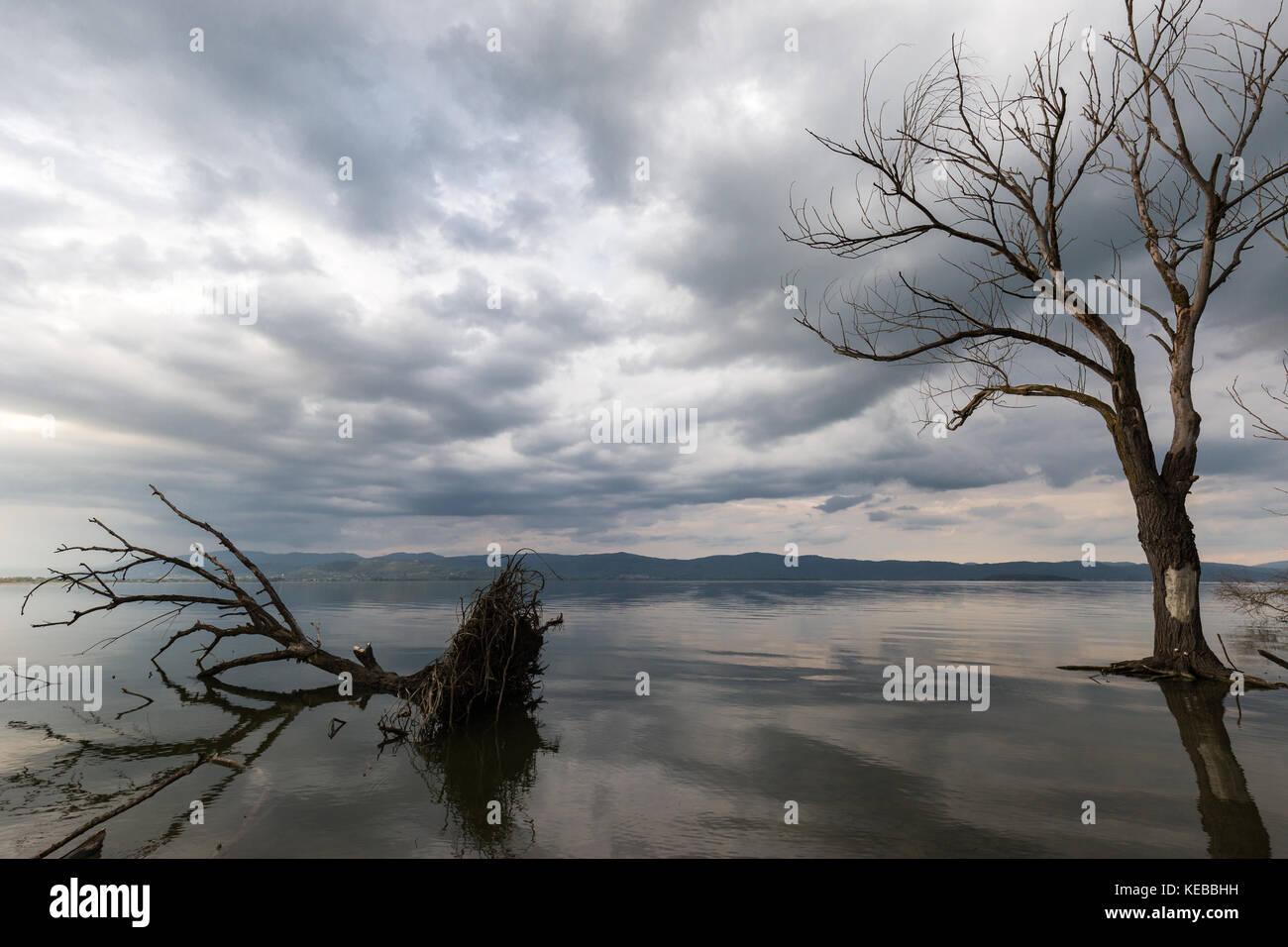 Skeletal and fallen trees on a lake, with overcast sky and water ...