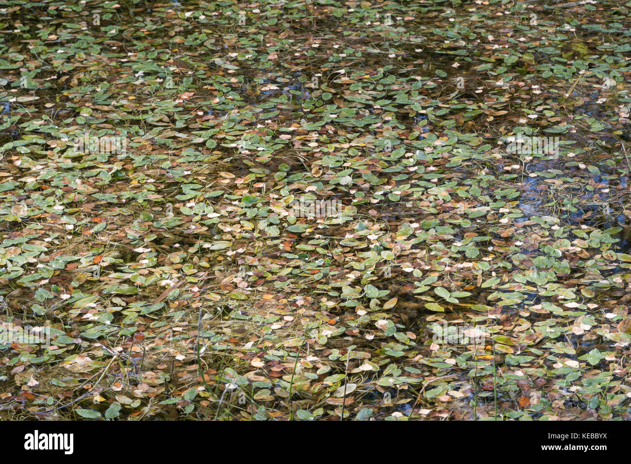 Pondweed biology hi-res stock photography and images - Alamy
