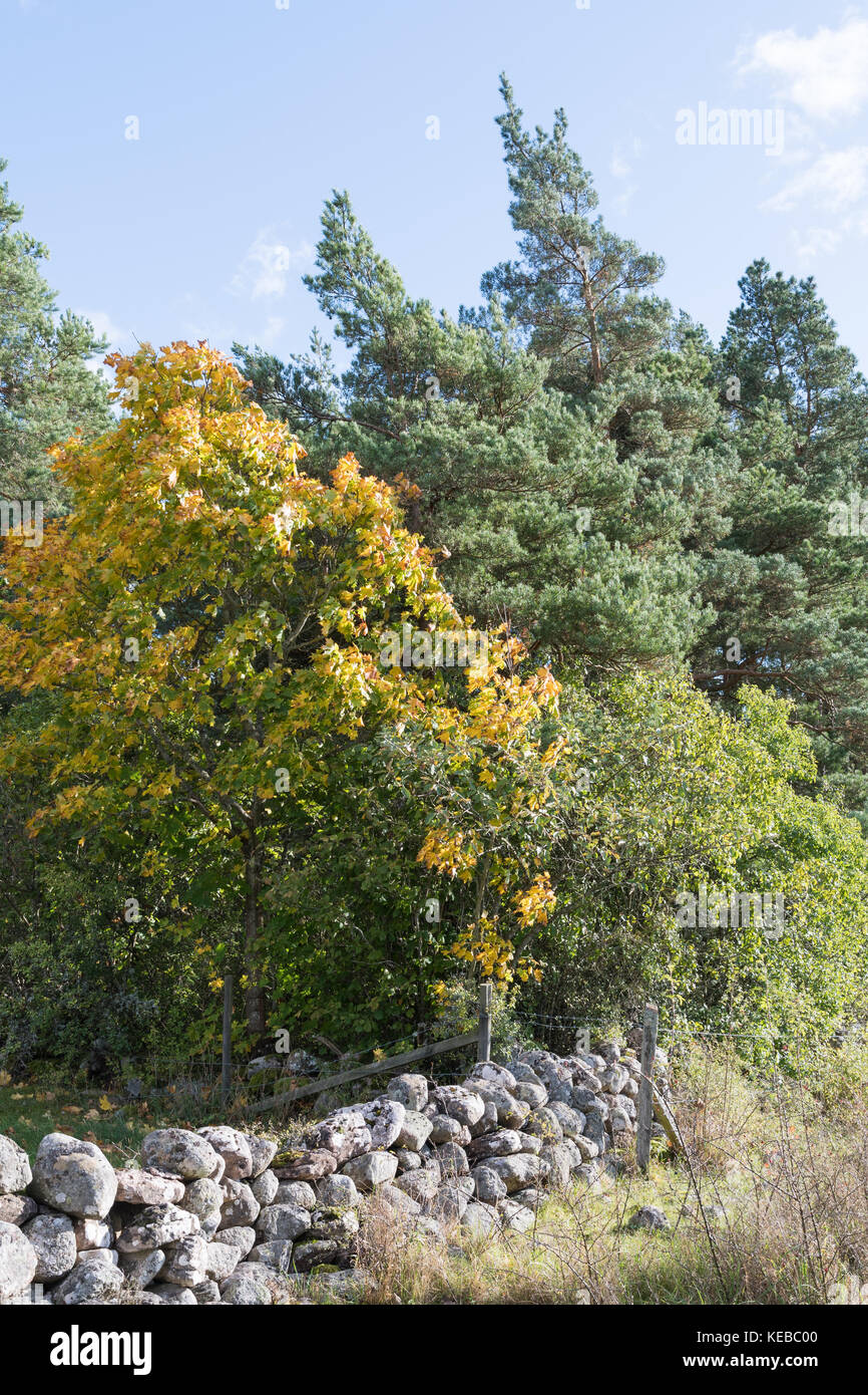 Maple tree and stone wall hi-res stock photography and images - Alamy