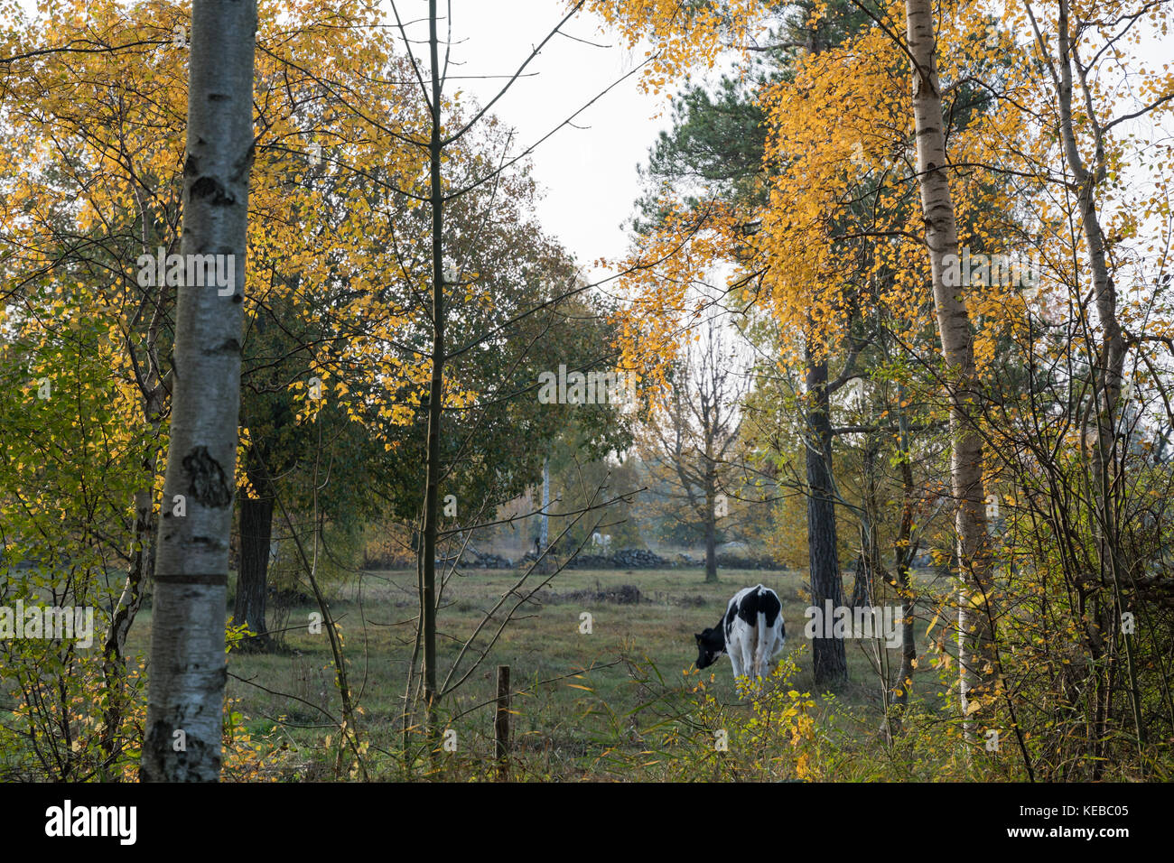 Grazing cow in a fall season colored landscape at the swedish ...