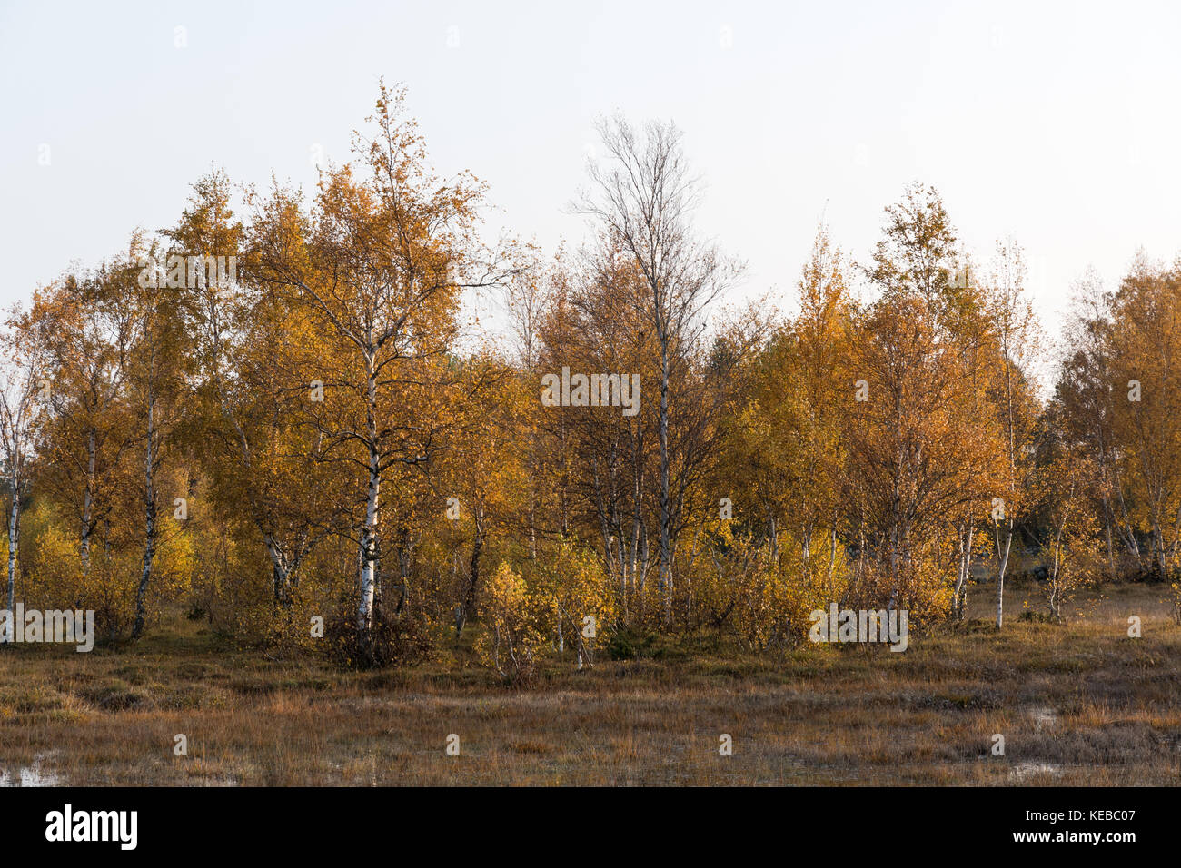 Sparkling golden birch trees in a fall season landscape Stock Photo - Alamy