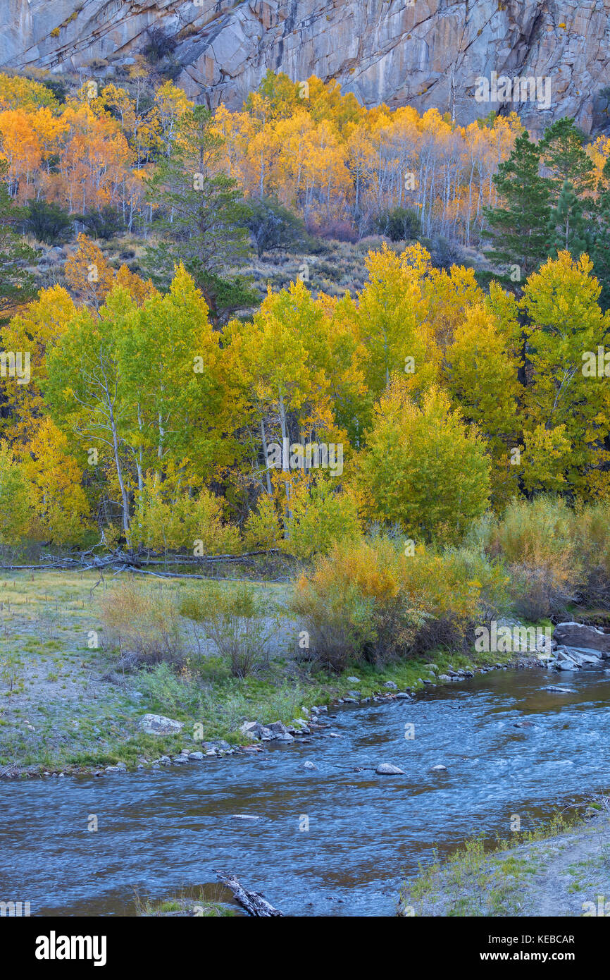 Aspen trees (Populus tremuloides) in their fall foliage, June Lake Loop ...