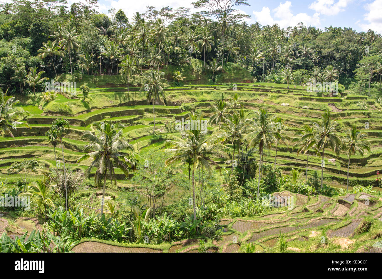Layered planting hi-res stock photography and images - Alamy
