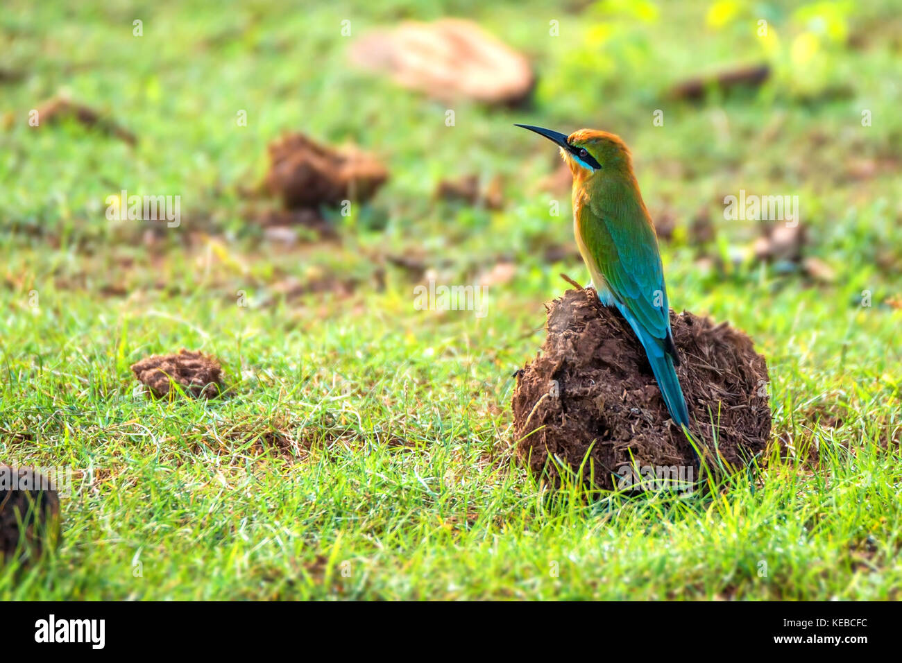 Blue tailed bee eaters hi-res stock photography and images - Alamy