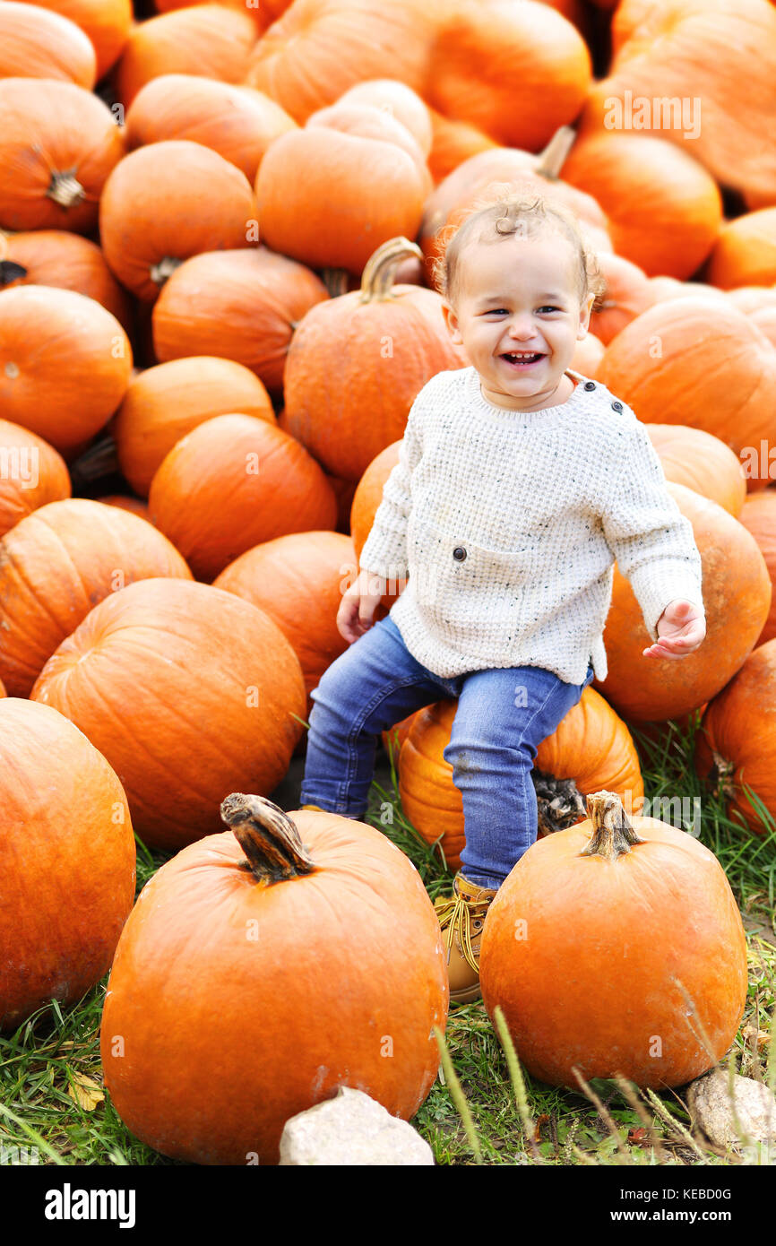 Happy little boy in pumpkin field picking pumpkins Stock Photo - Alamy