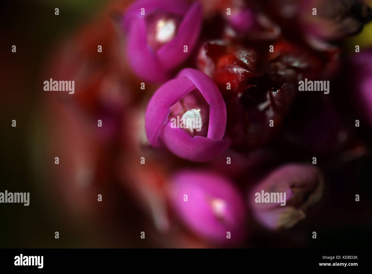 Pink Aechmea flowers (bromeliad Stock Photo - Alamy